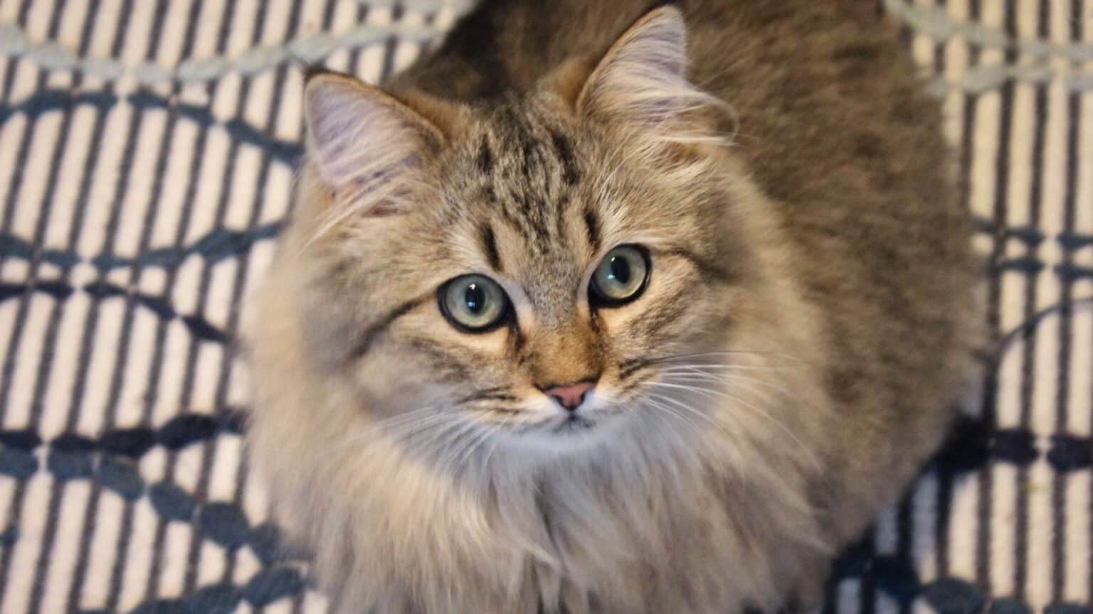 Chat lion : ces races de chat qui ressemblent à des lions