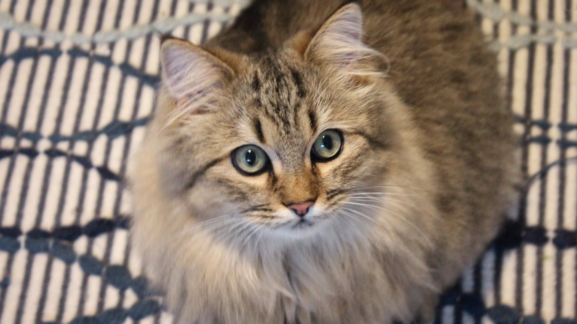 Chat lion : ces races de chat qui ressemblent à des lions