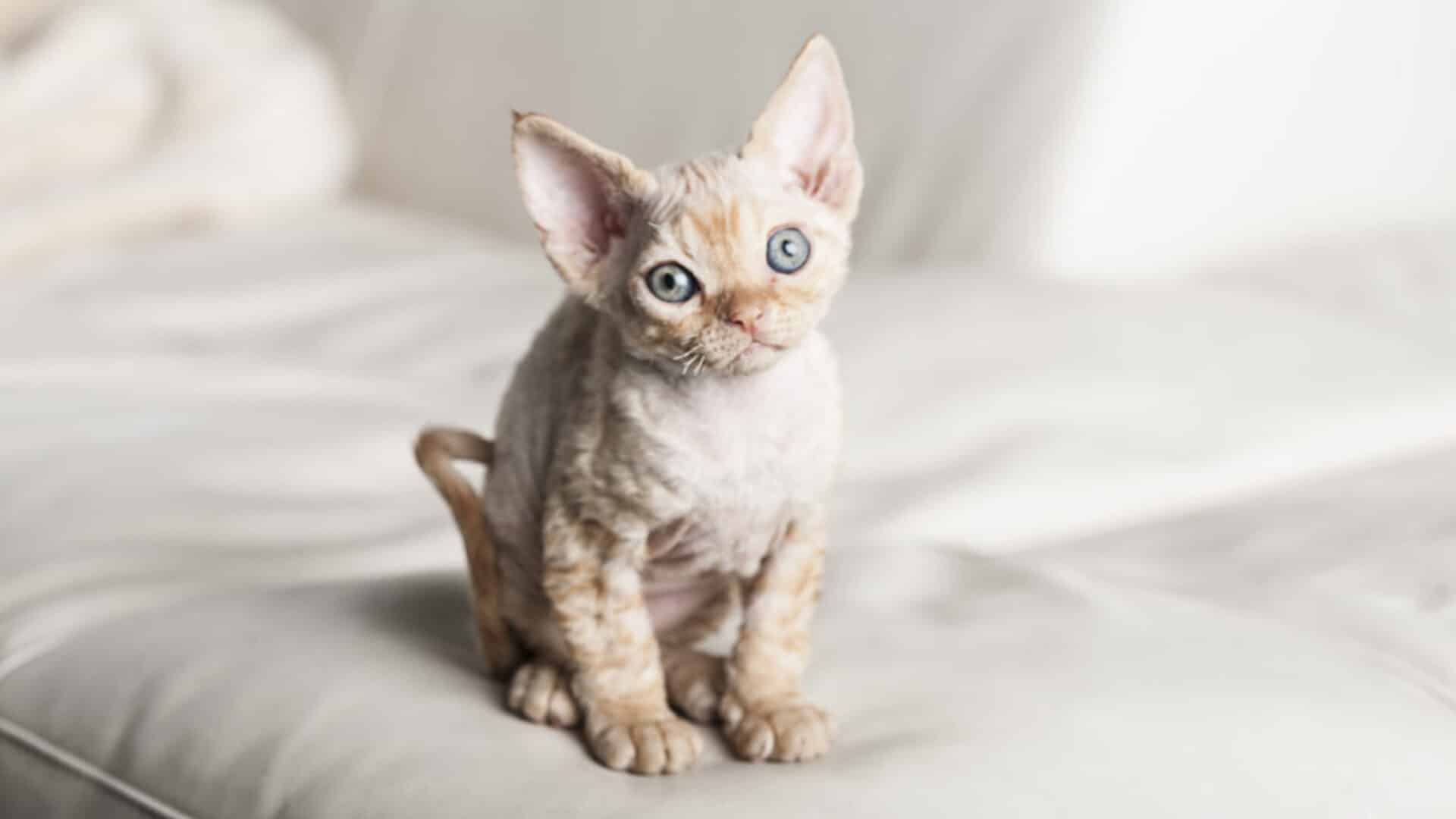 Petit chat : top 5 des races qui restent petites toute leur vie
