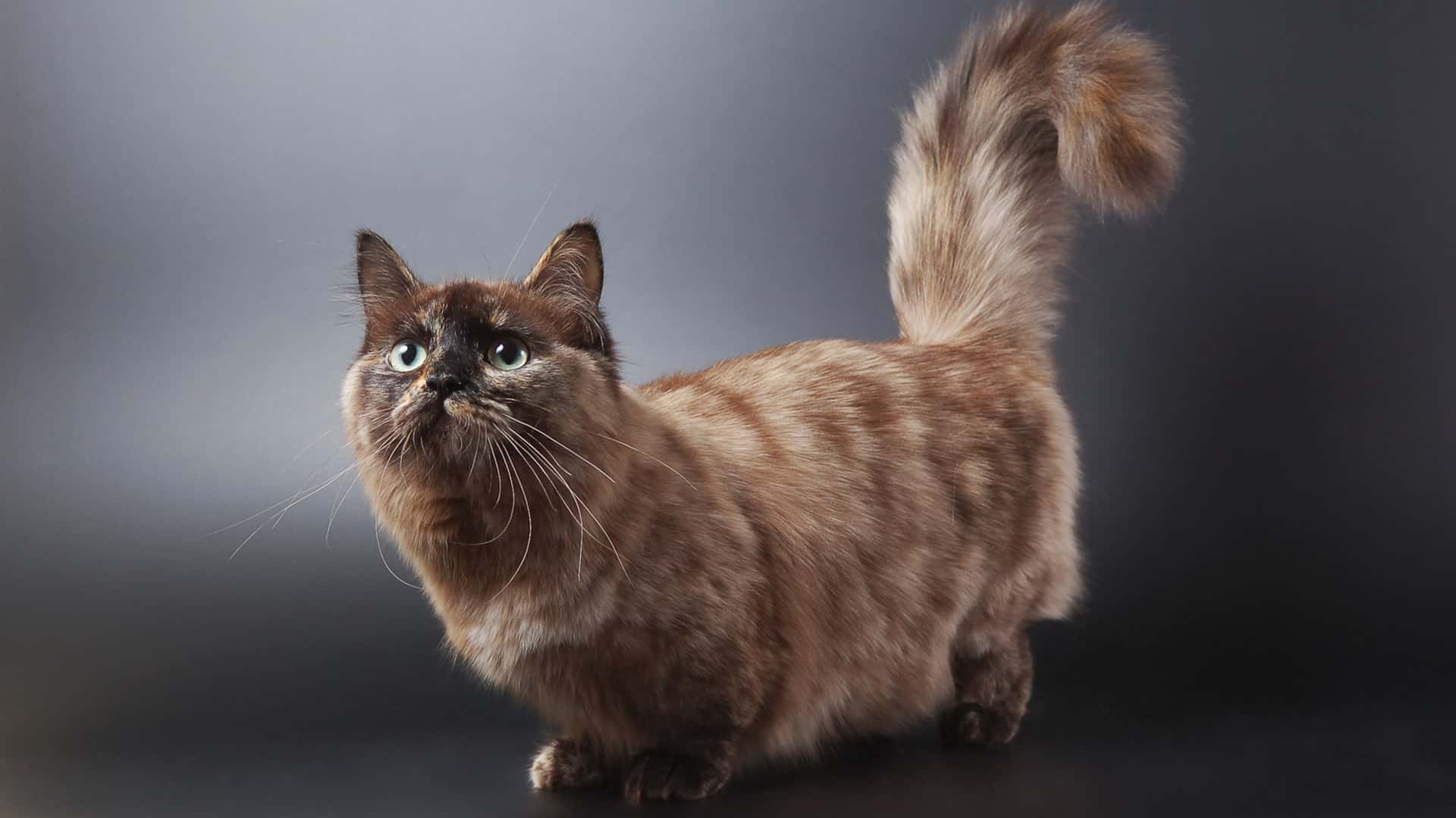 Petit chat : top 5 des races qui restent petites toute leur vie