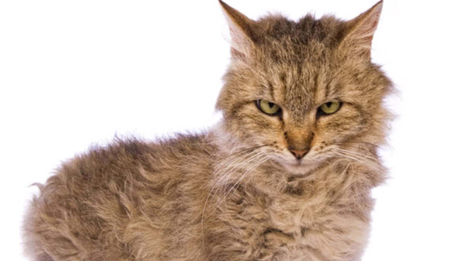 Petit chat : top 5 des races qui restent petites toute leur vie