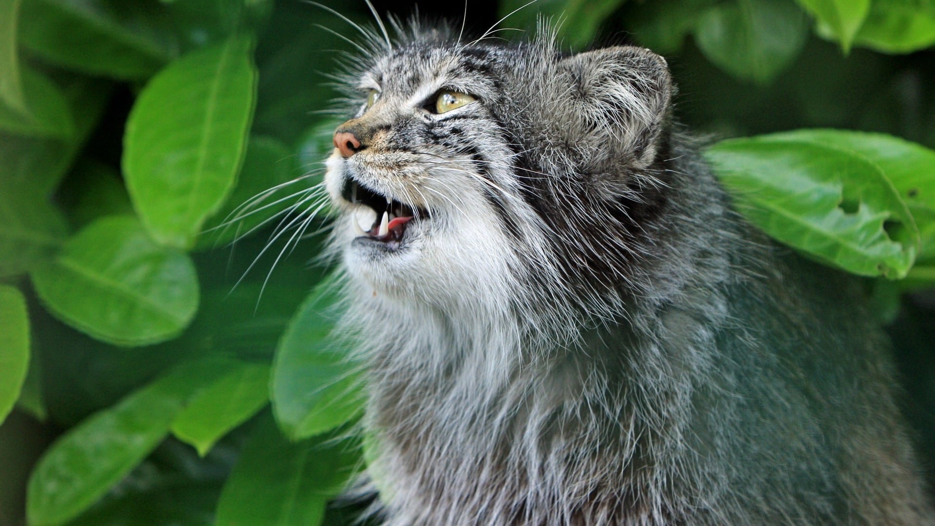Chat qui miaule : pourquoi et comment le traiter