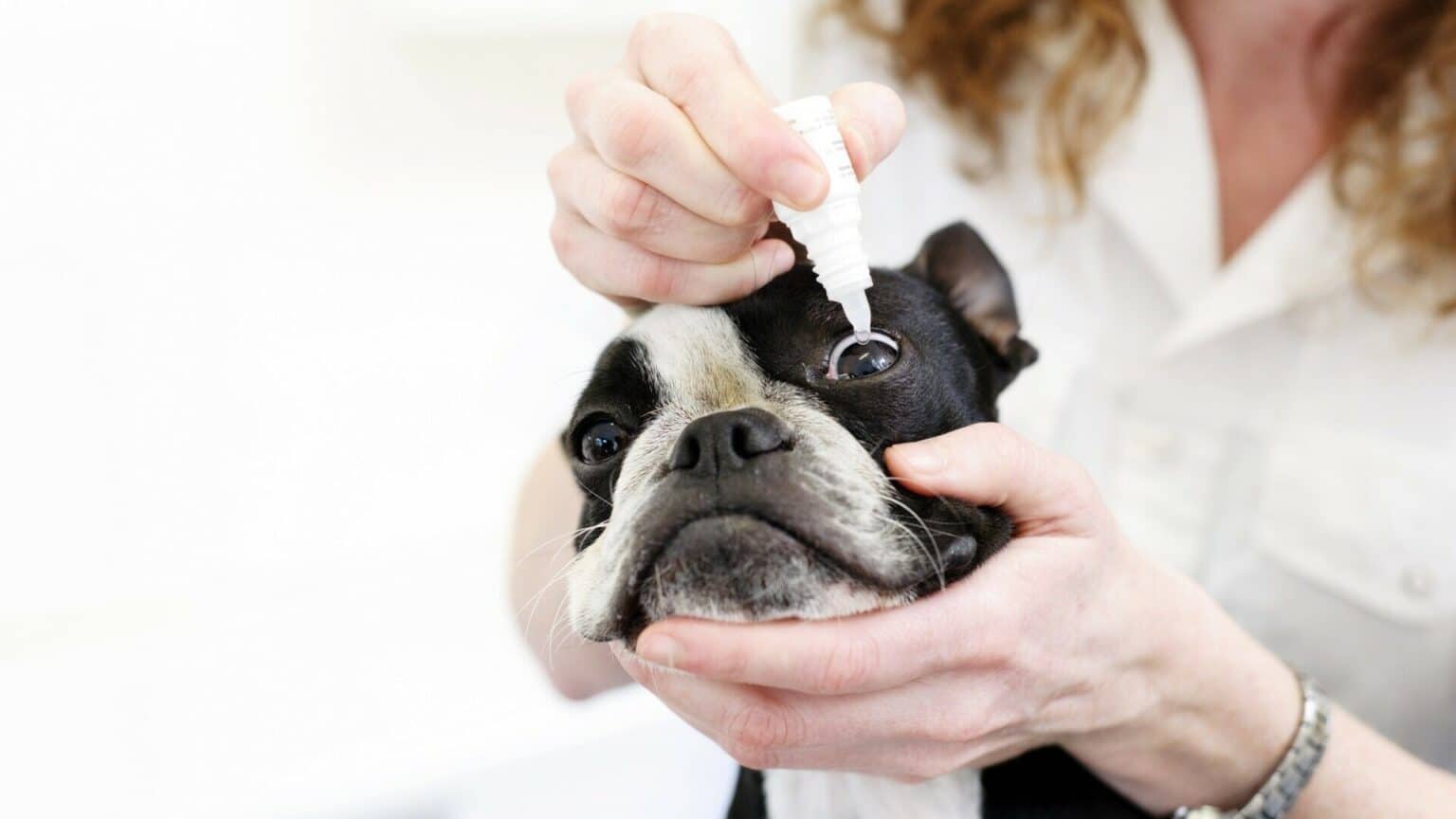 Conjonctivite chien : description, symptômes, traitement