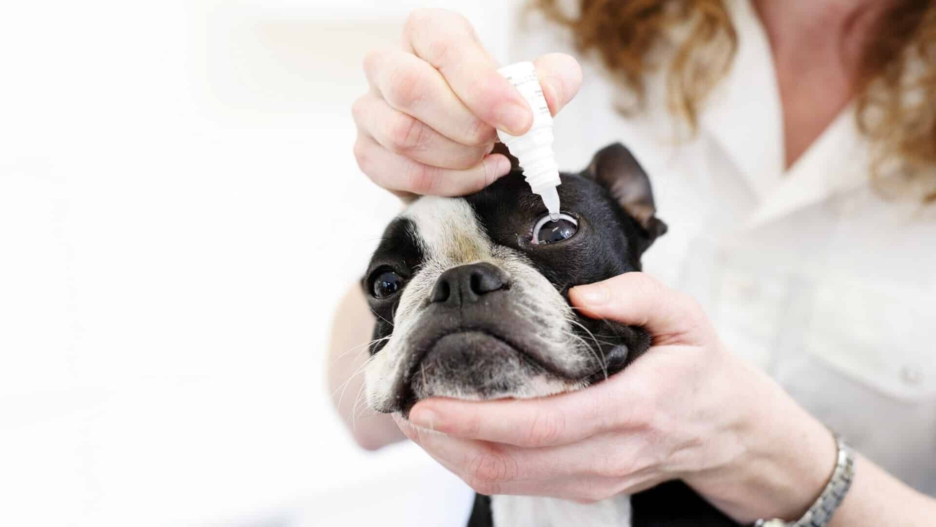 Conjonctivite chien : description, symptômes, traitement