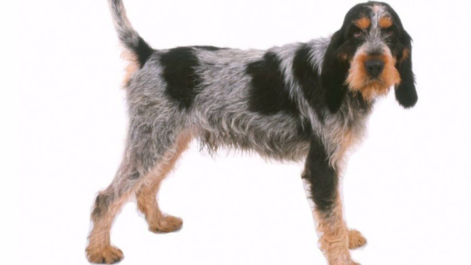 Griffon bleu de Gascogne : Prix de ce chien, Caractère, Santé, Alimentation