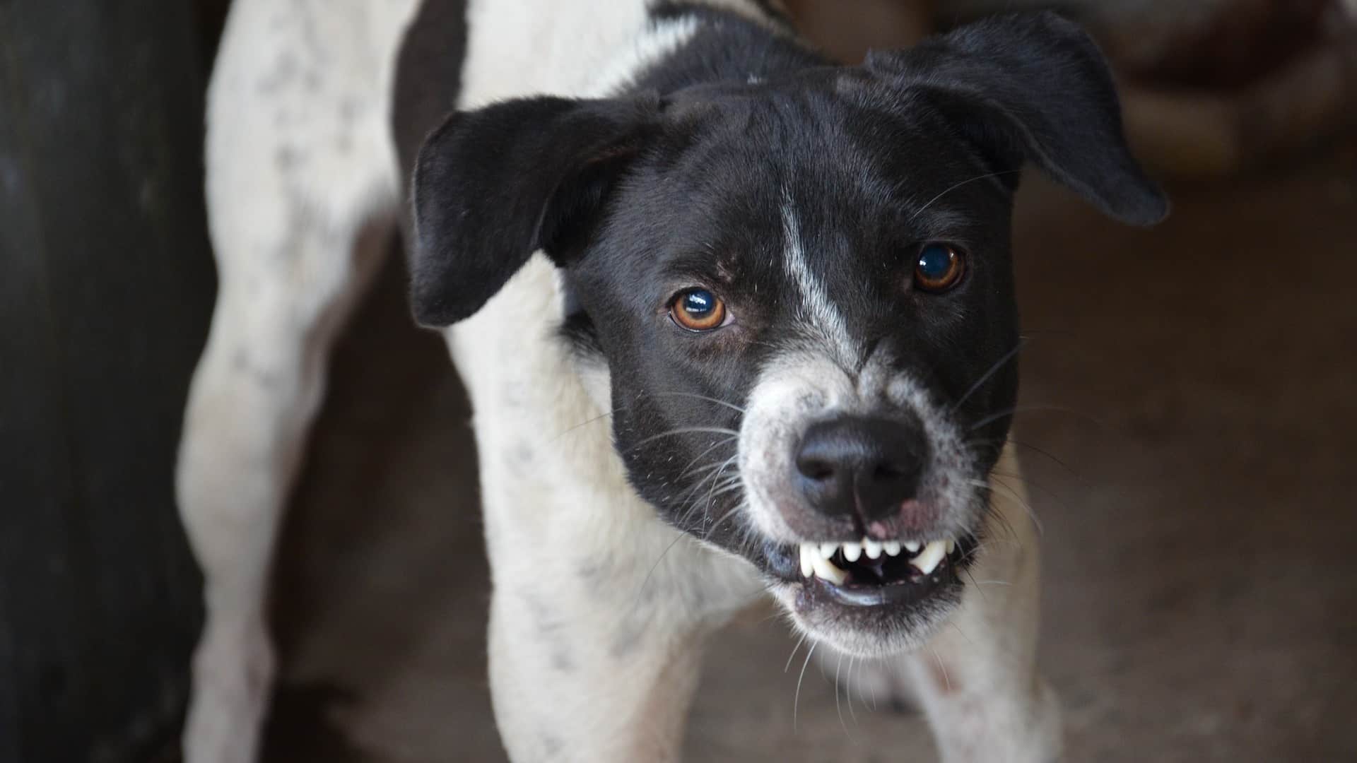 Chien agressif : Nos conseils et solutions