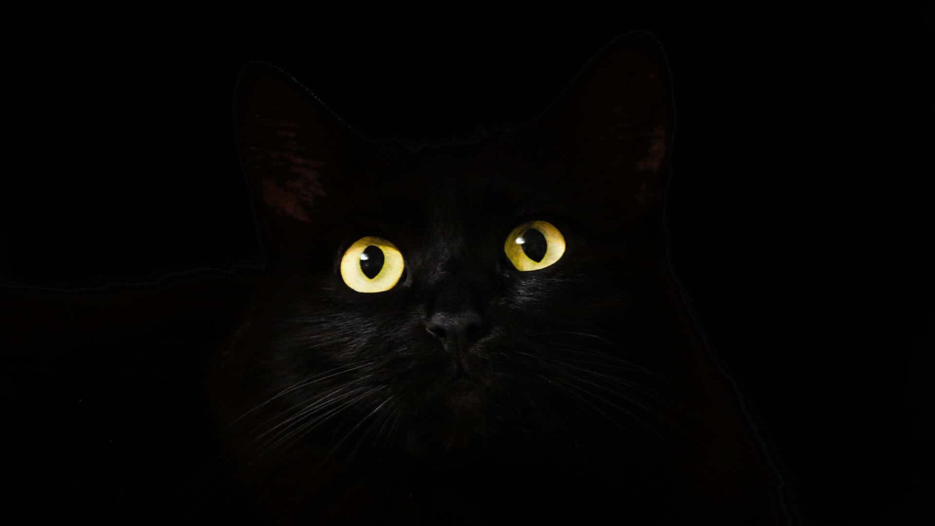 Comment voit un chat ? Mythes et réalité sur la vision du chat