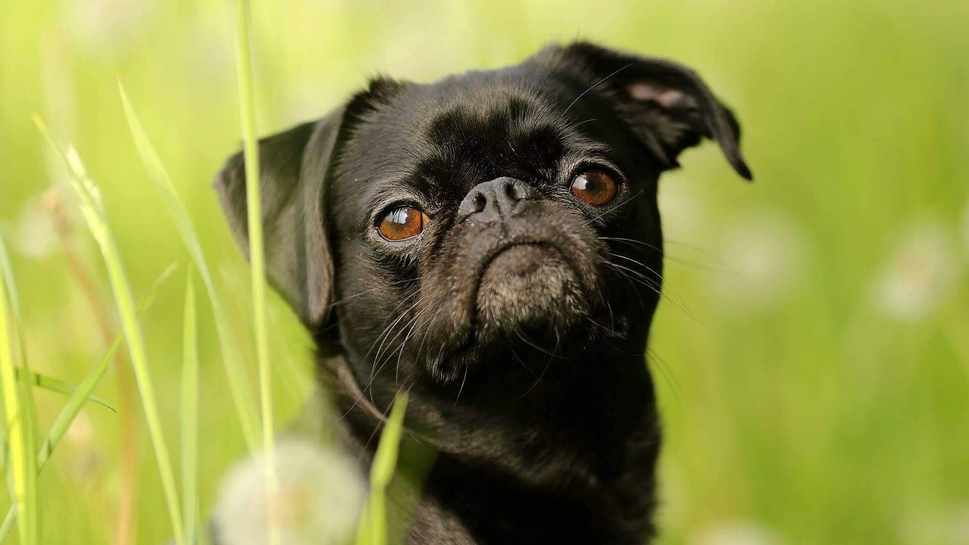 Petit chien mignon : notre top 8