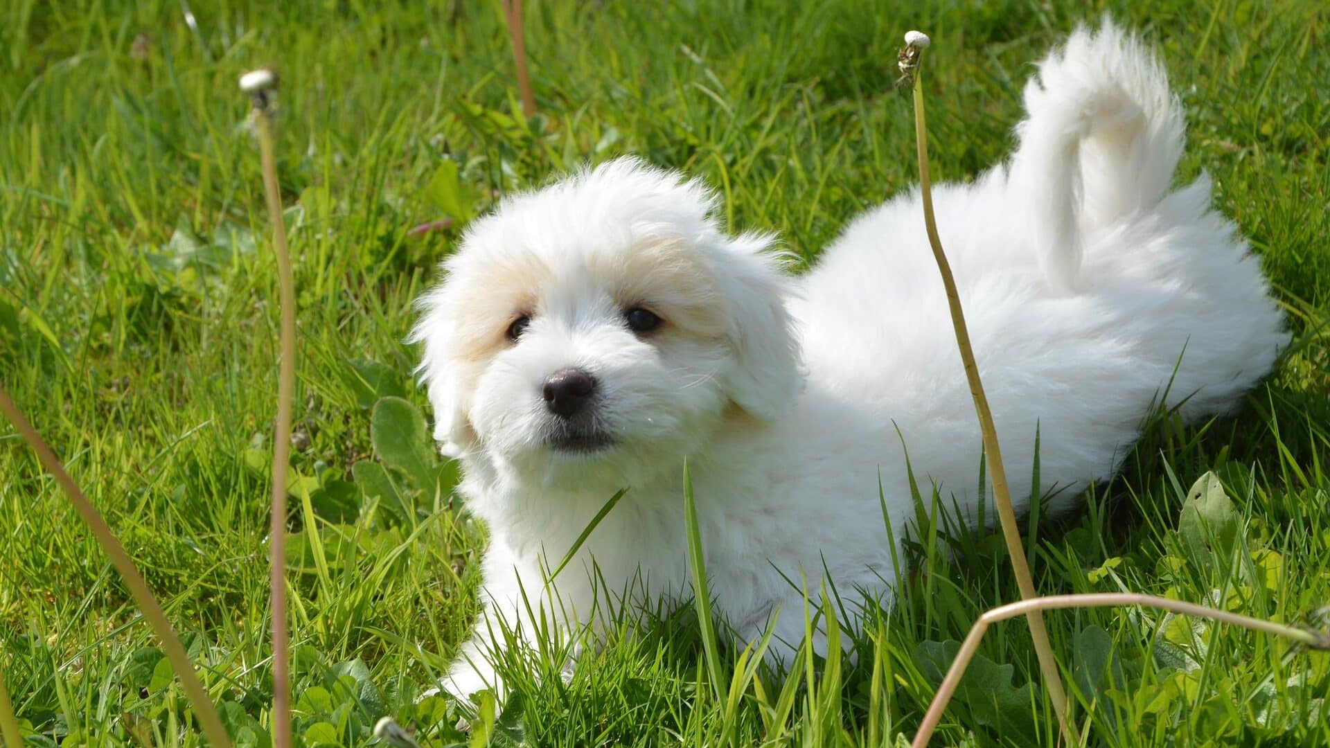 Petit chien blanc : notre top 8