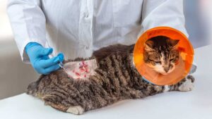 Abcès du chat : symptômes, causes, traitements