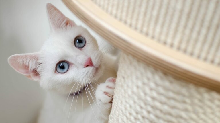 Chat albinos : définition, caractéristiques et impact