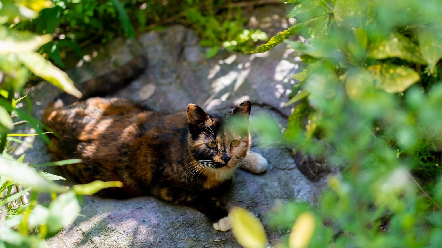 Chat haret : ses spécificités