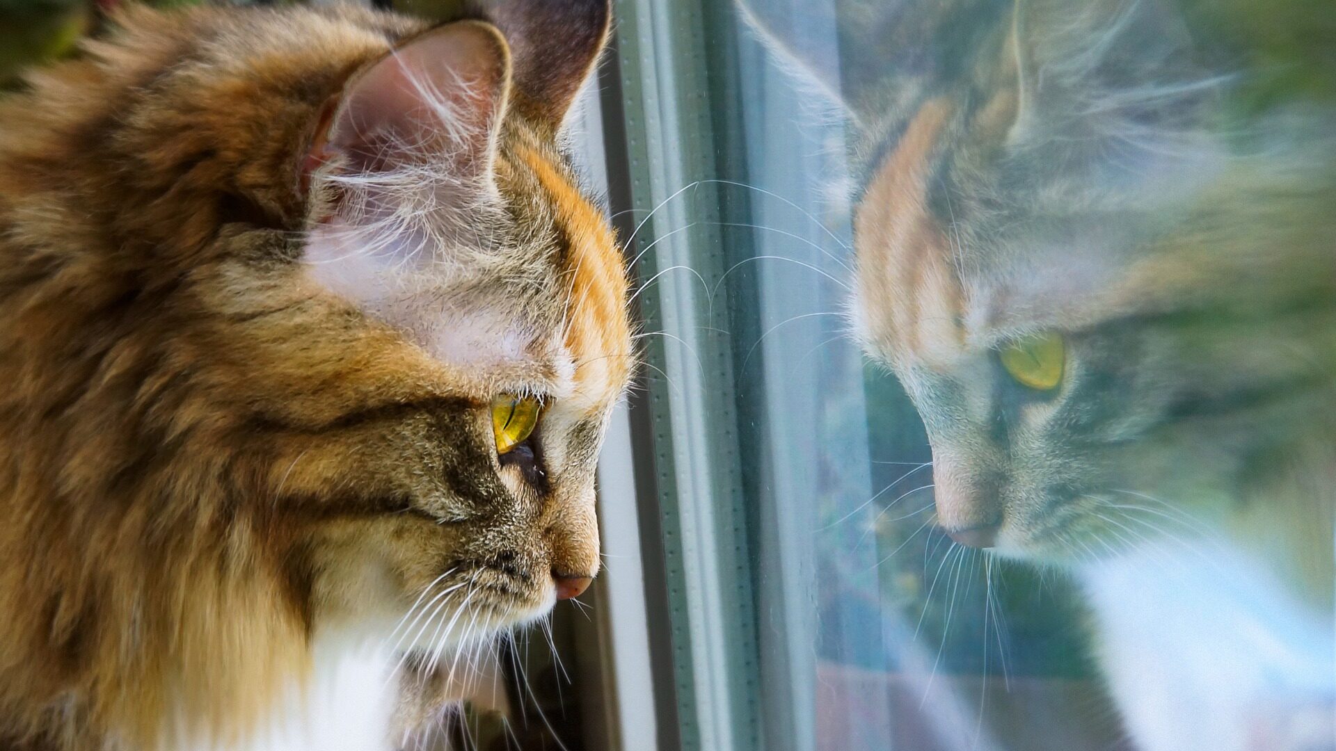 Chat triste : quelles solutions