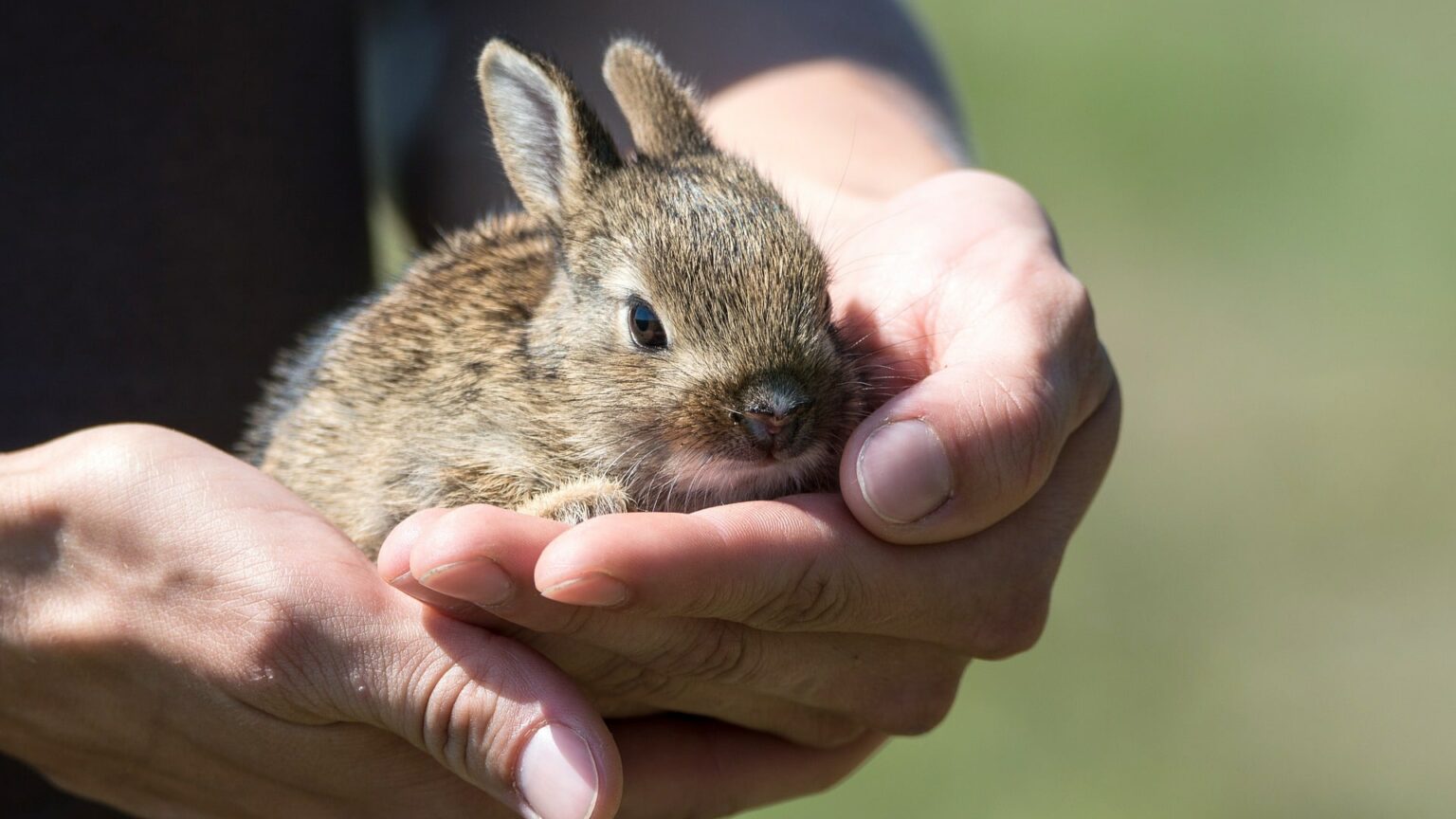 Lapereaux : sevrage, élevage et sélection