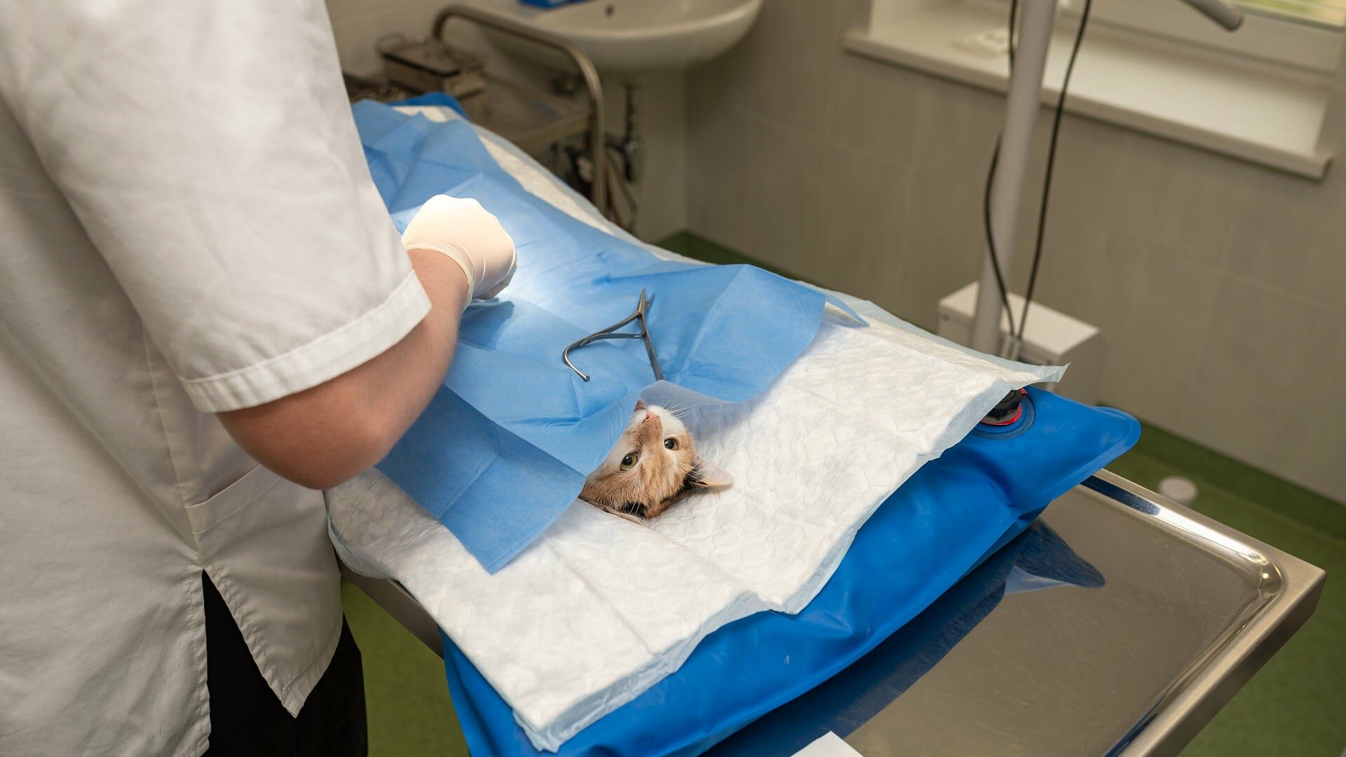 Souffle au cœur du chat : définition, symptômes, gestion