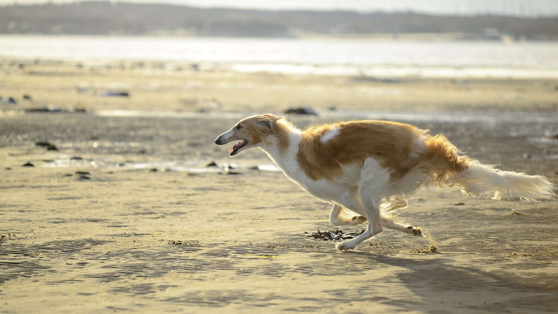Chien de course : notre top 8