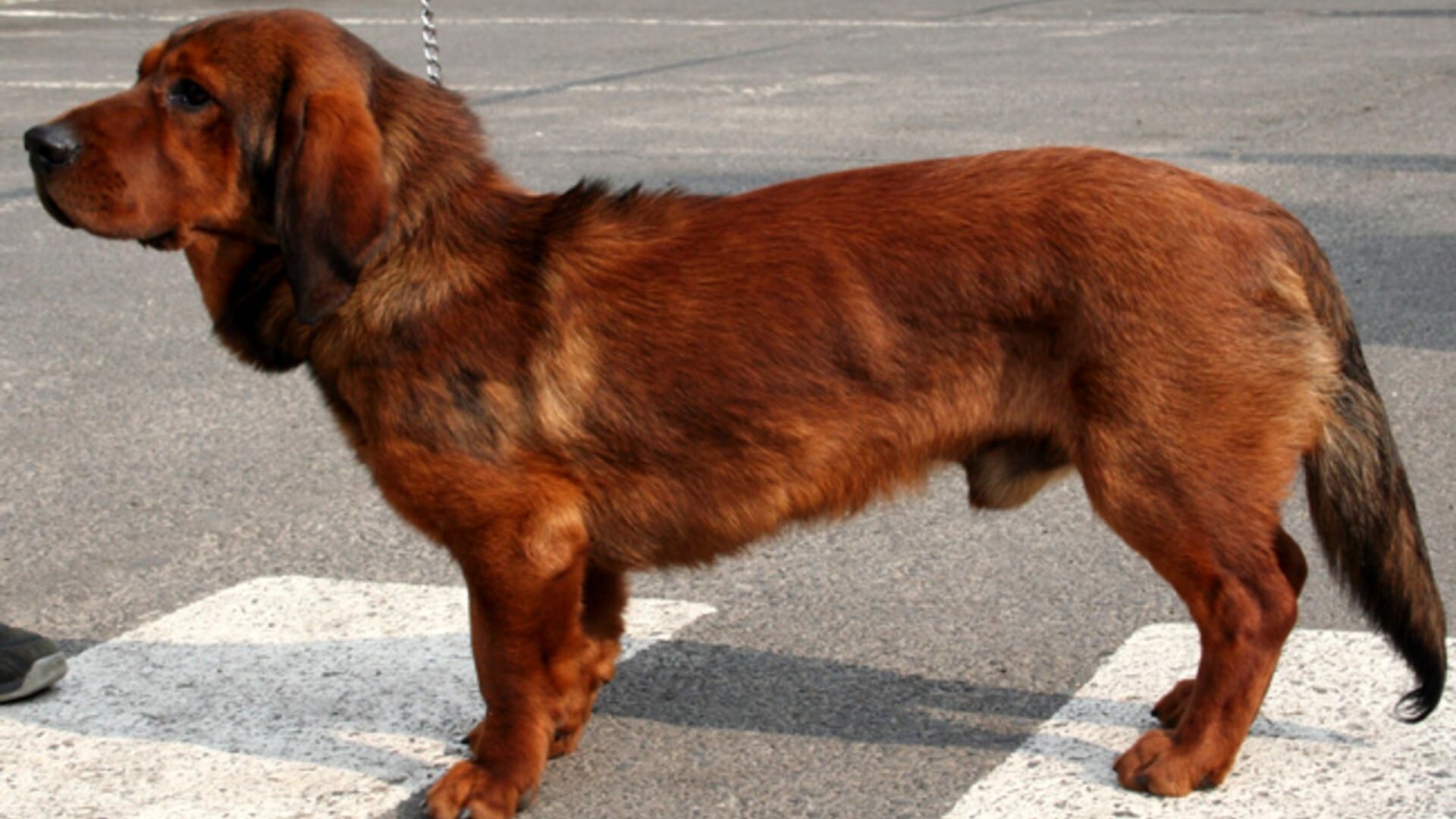 Chien roux : notre top 8