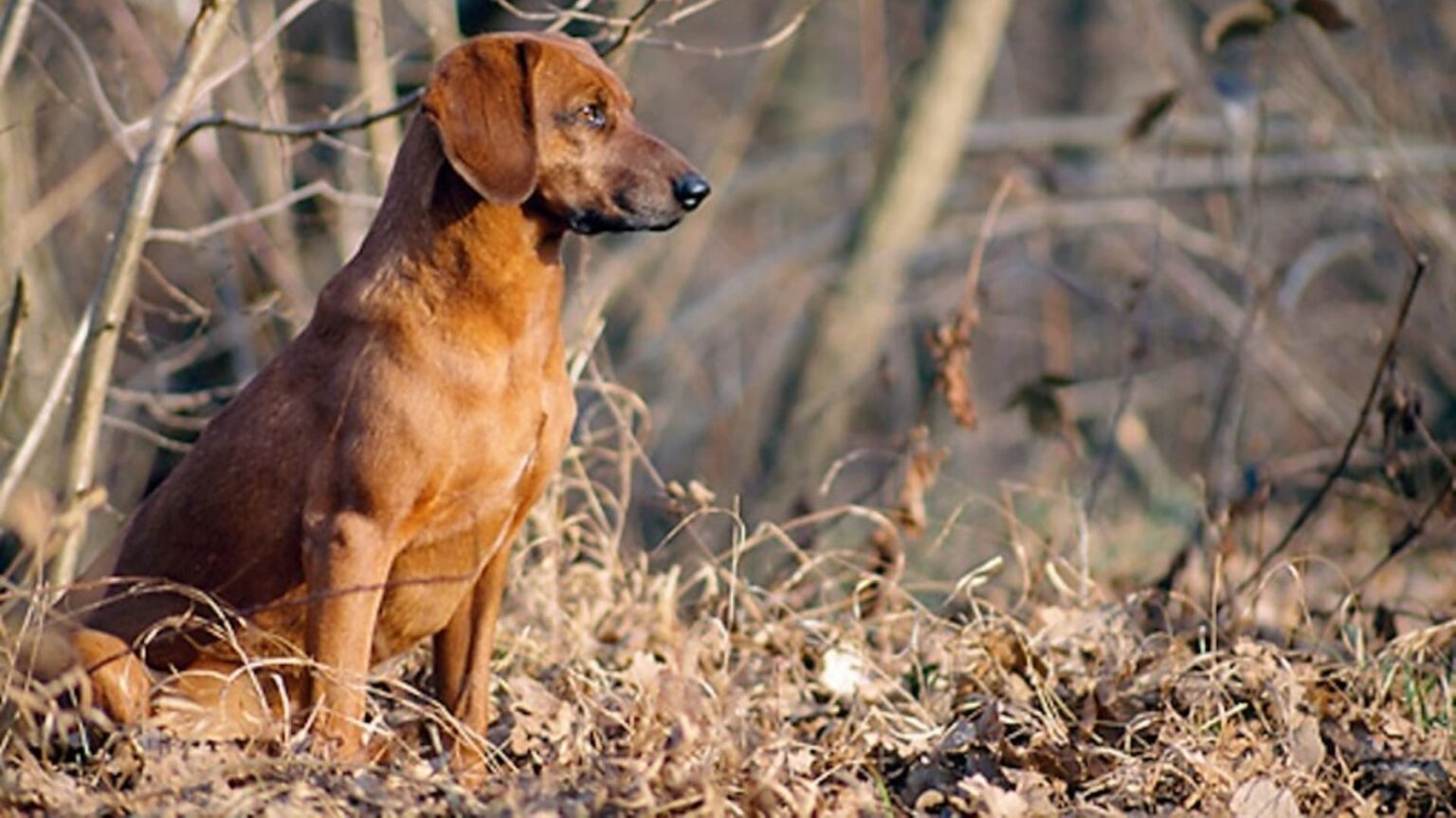 Chien roux : notre top 8