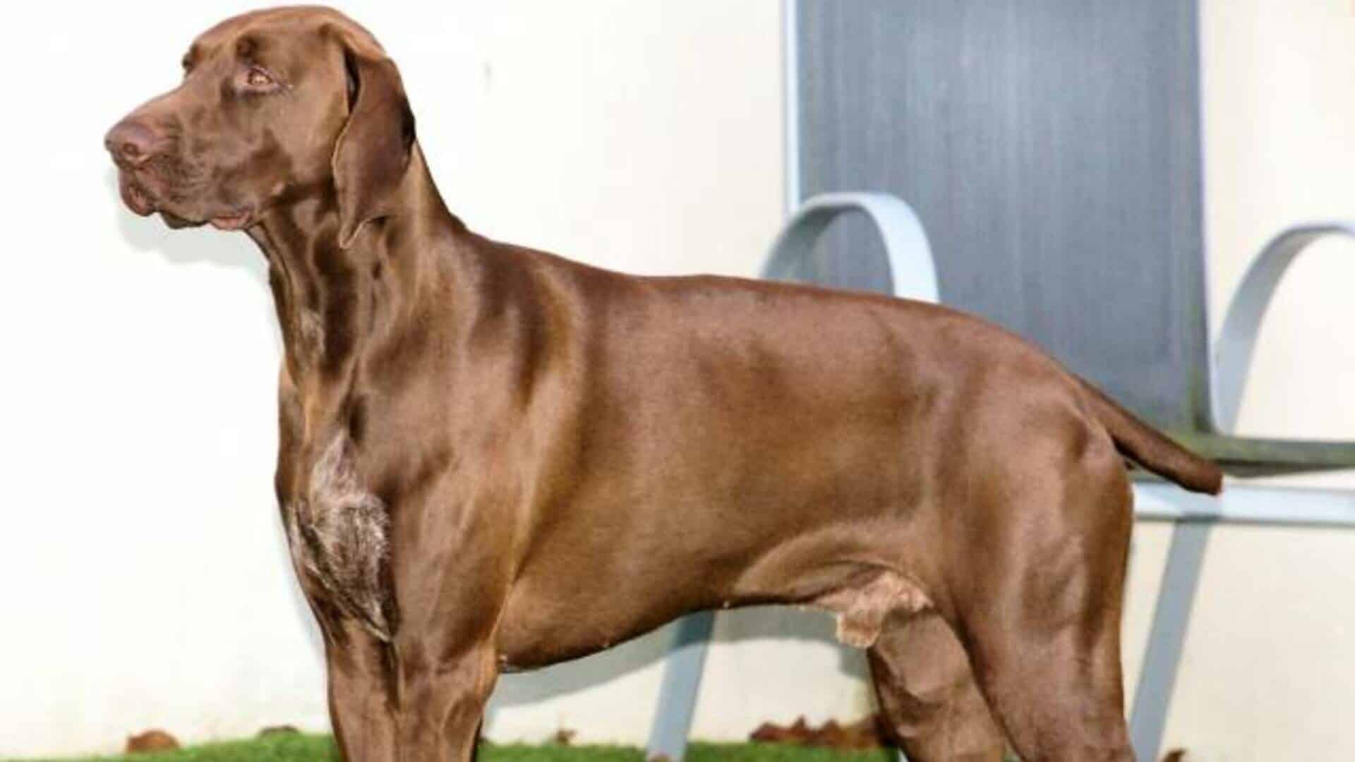 Chien marron : notre top 8