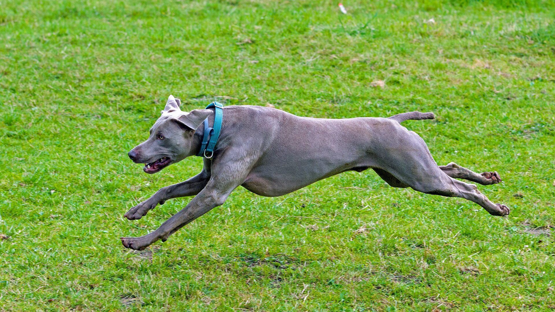 Chien gris : notre top 8