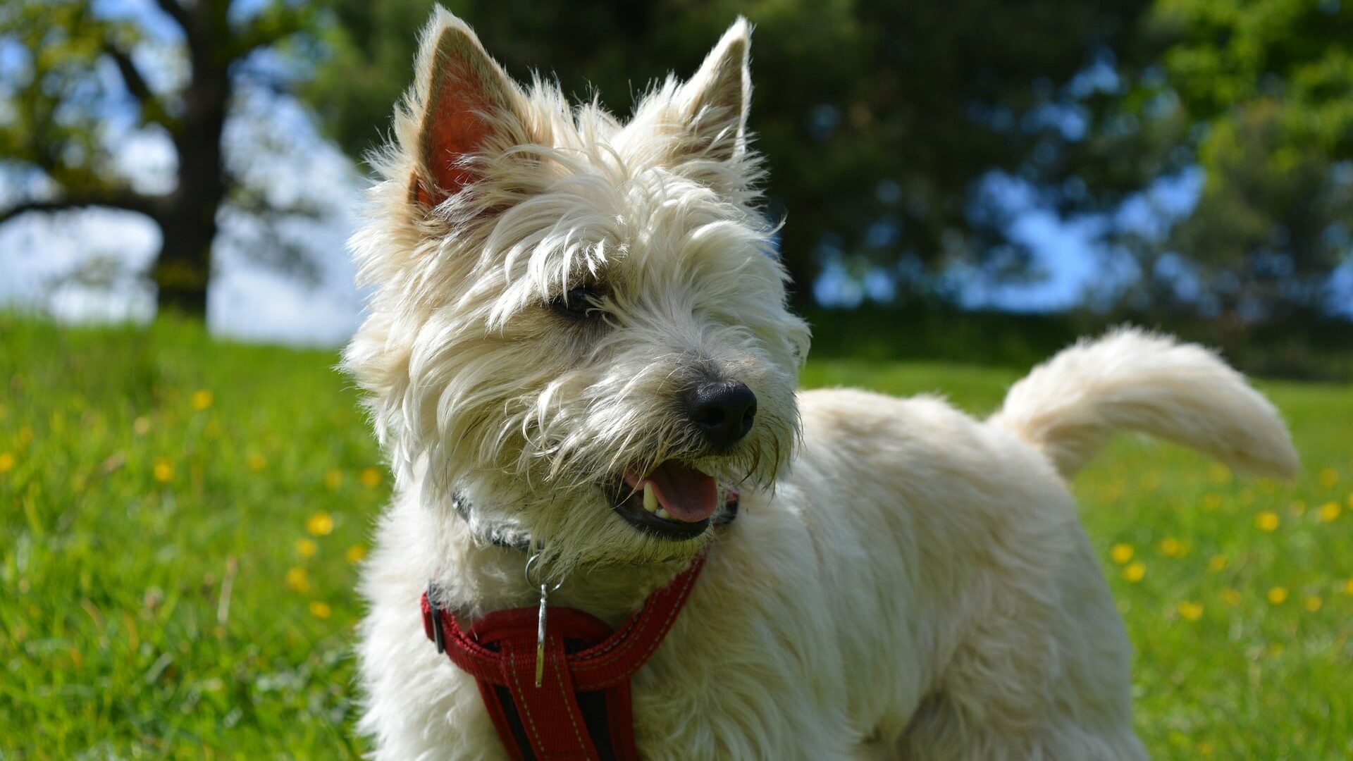 Chien truffier : notre top 8