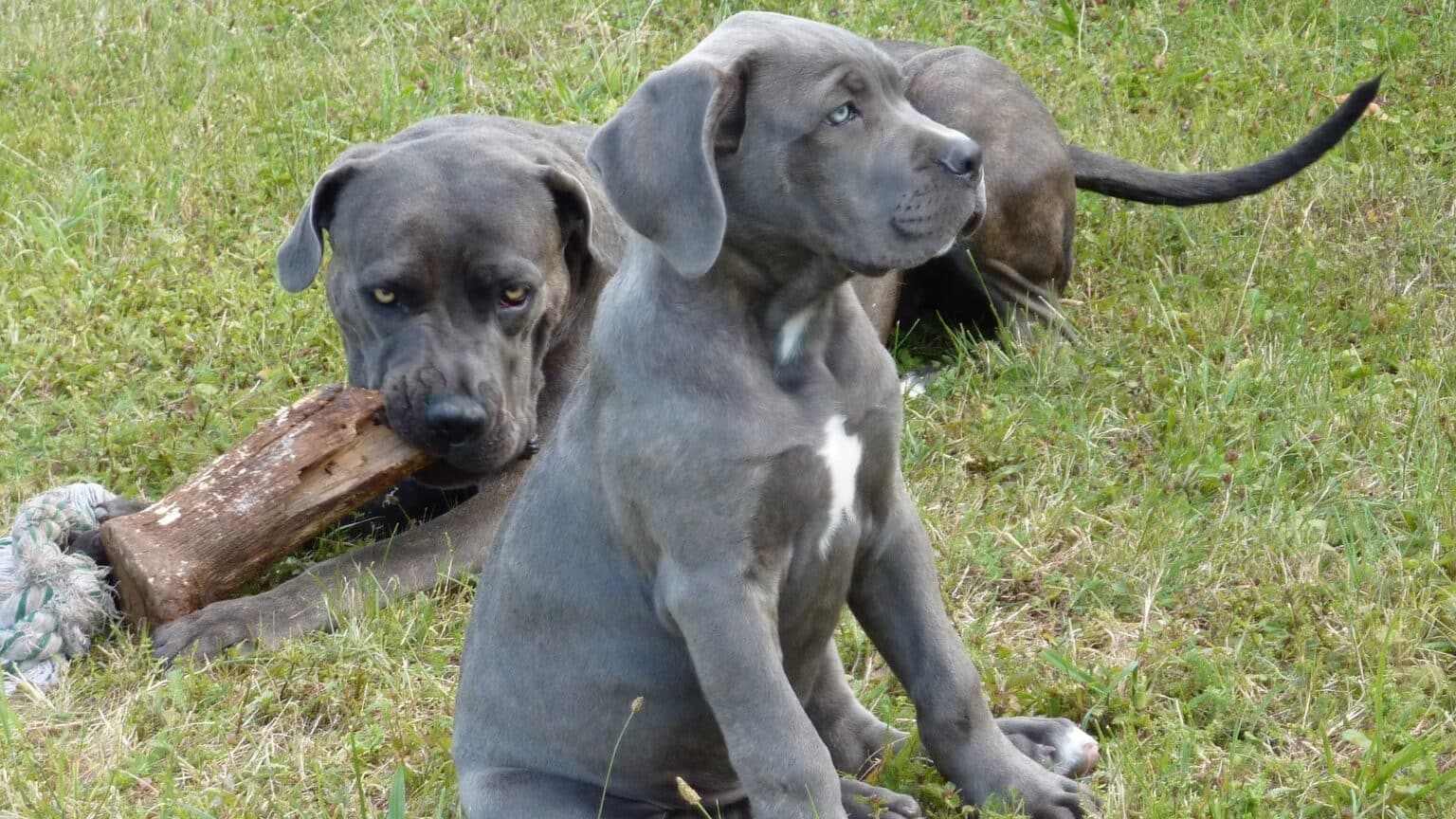 Chien gris : notre top 8