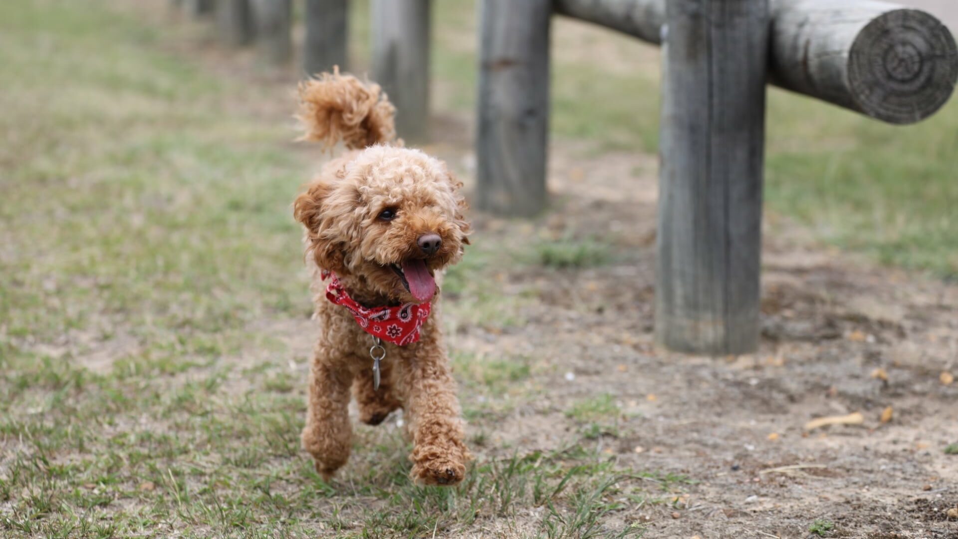 Chien marron : notre top 8