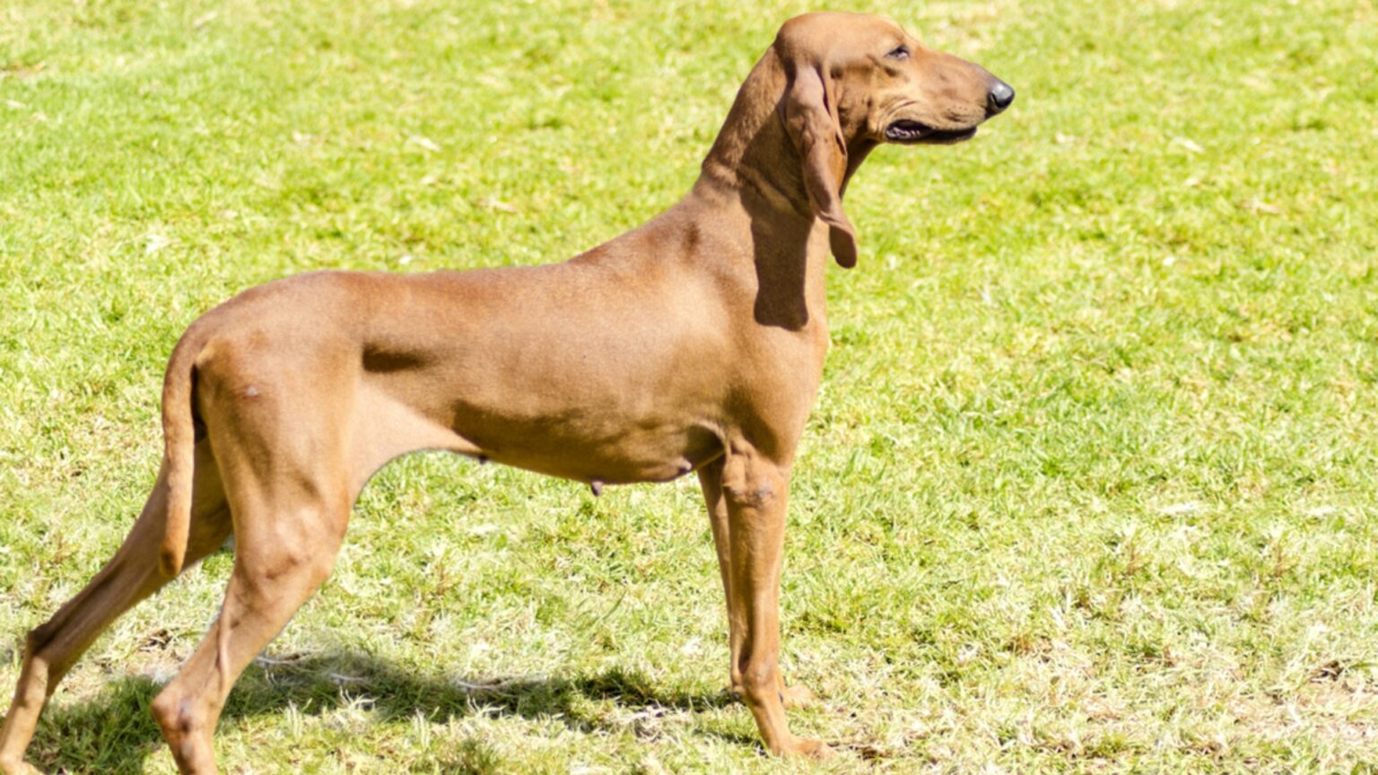 Chien roux : notre top 8