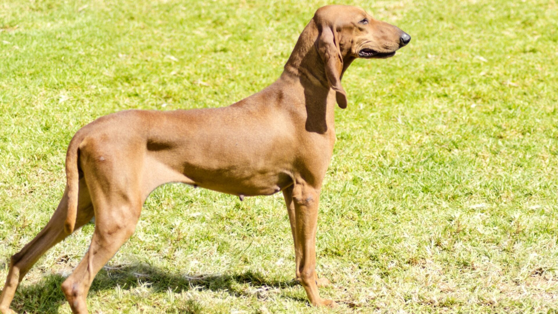 Chien roux : notre top 8