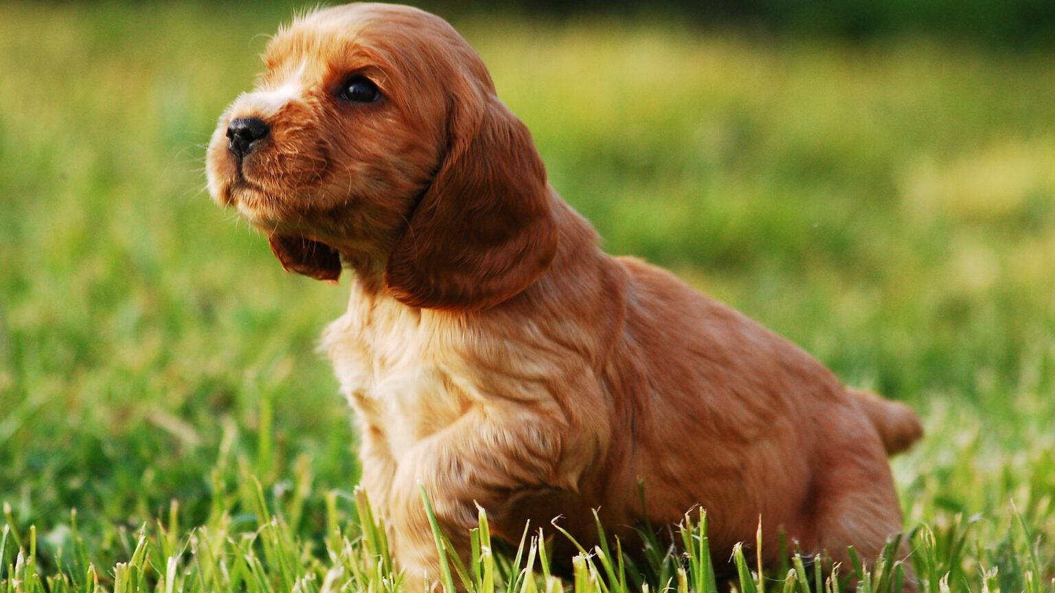 Chien roux : notre top 8