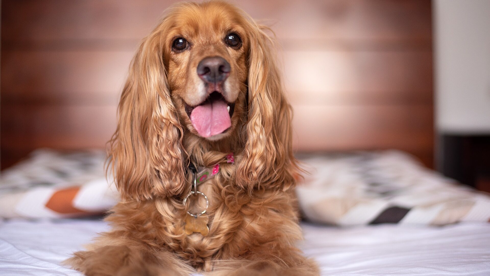 Chien marron : notre top 8