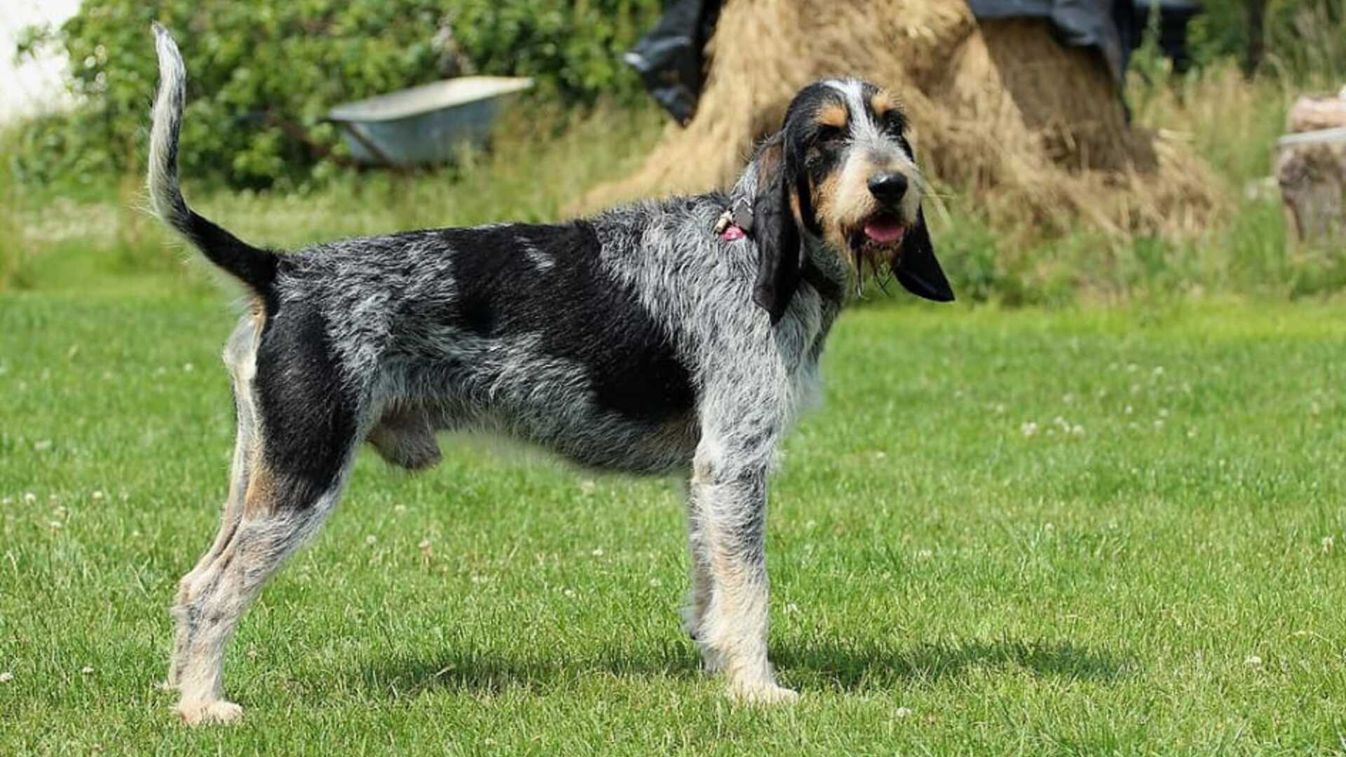 Chien gris : notre top 8