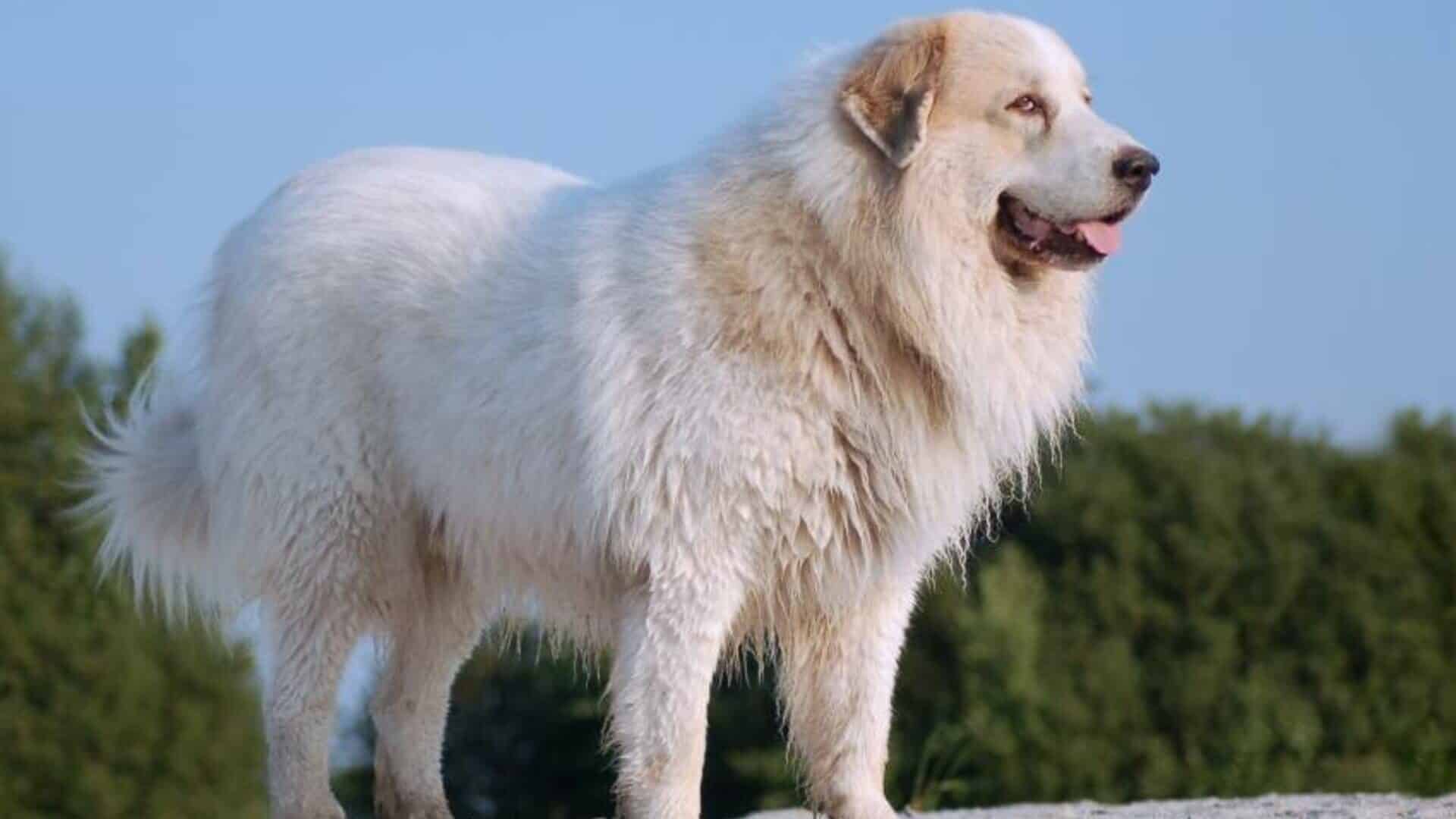 Gros chien blanc : notre top 8