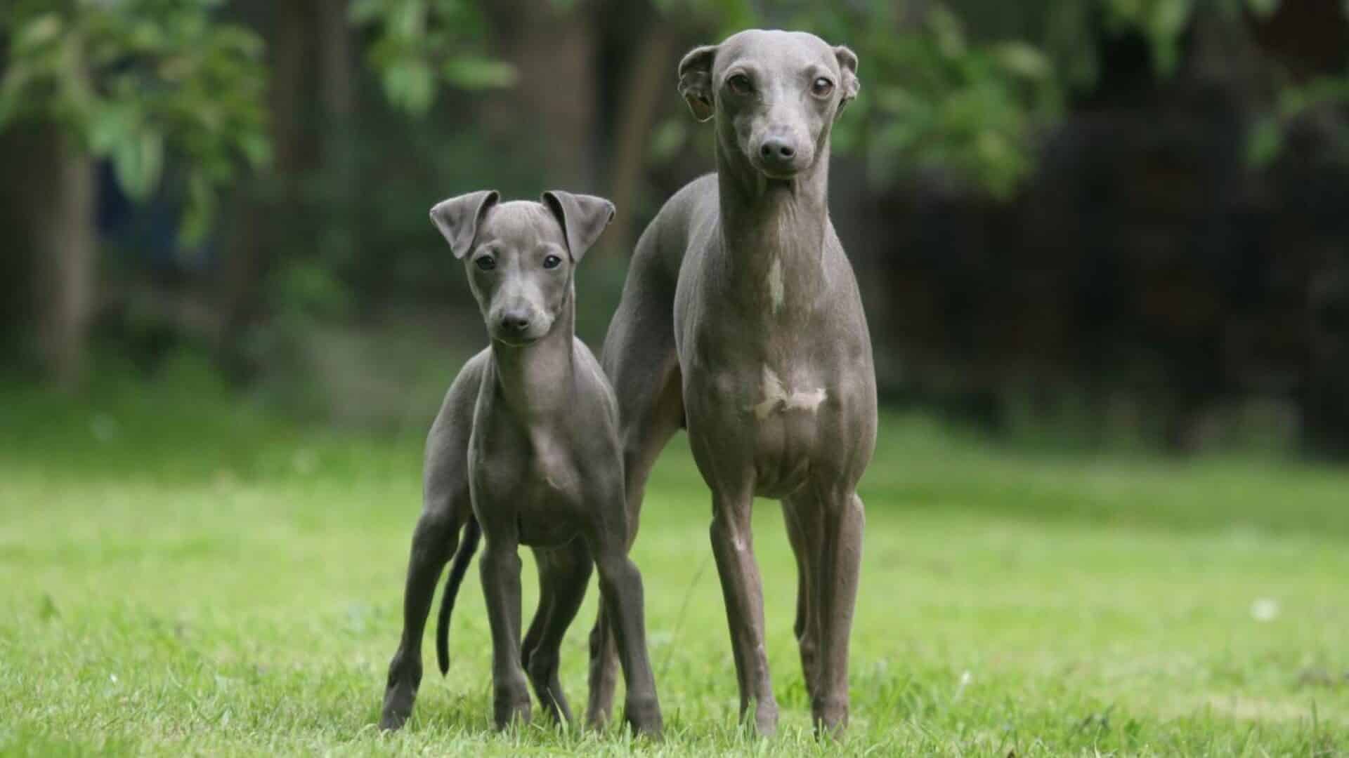 Chien gris : notre top 8