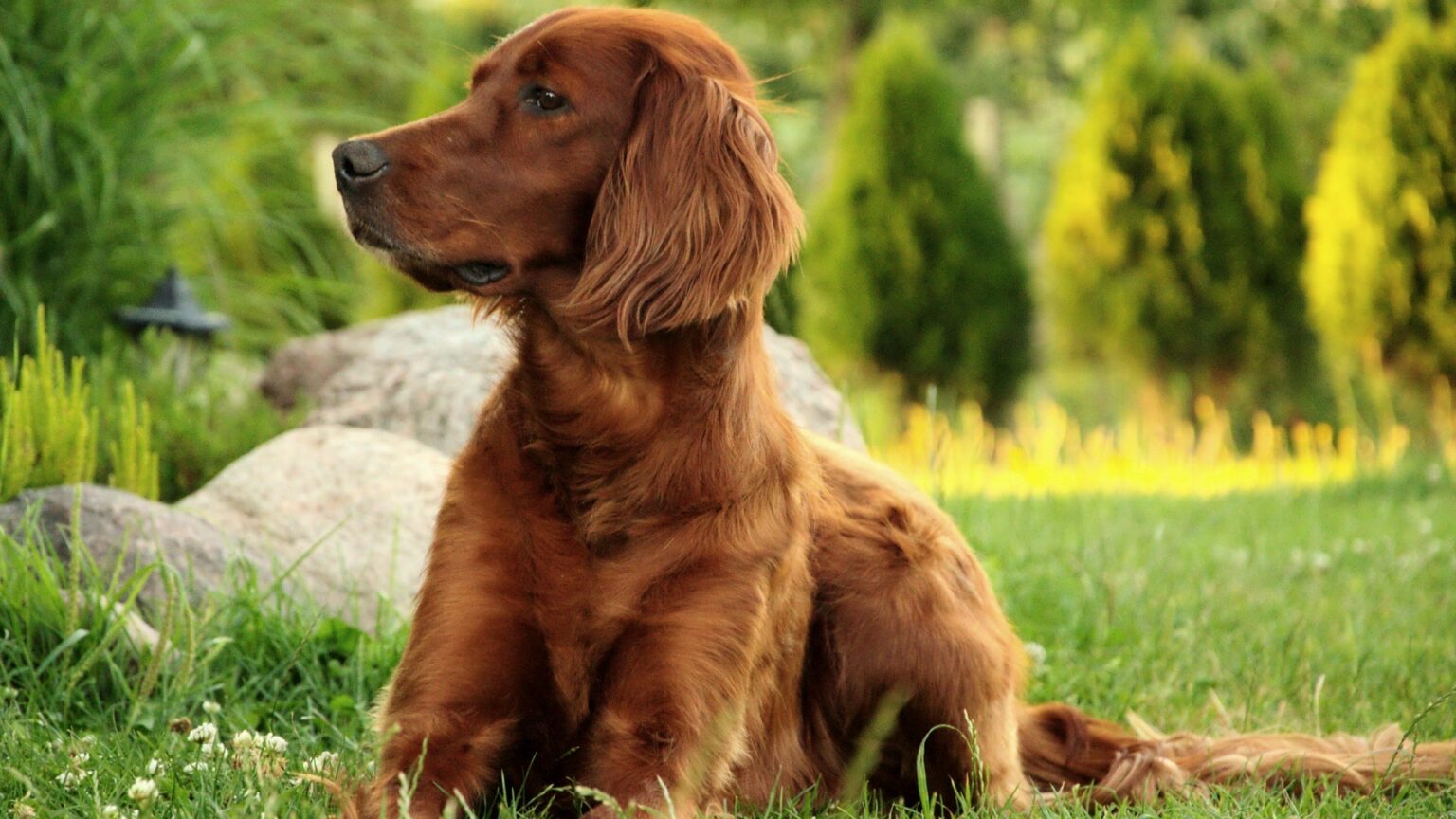 Chien marron : notre top 8
