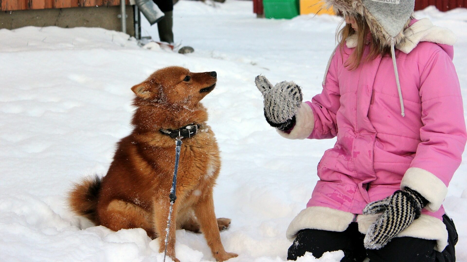 Chien roux : notre top 8