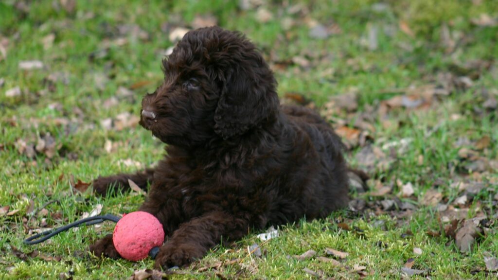 Labradoodle : Prix de ce chien, Caractère, Santé, Alimentation