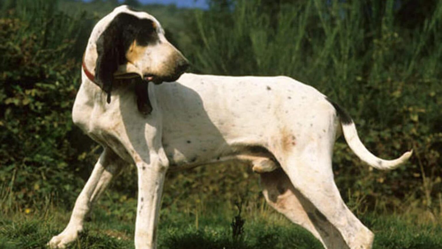 Gascon saintongeois : Prix de ce chien, Caractère, Santé, Alimentation