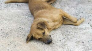 Berger créole : Prix de ce chien, Caractère, Santé, Alimentation