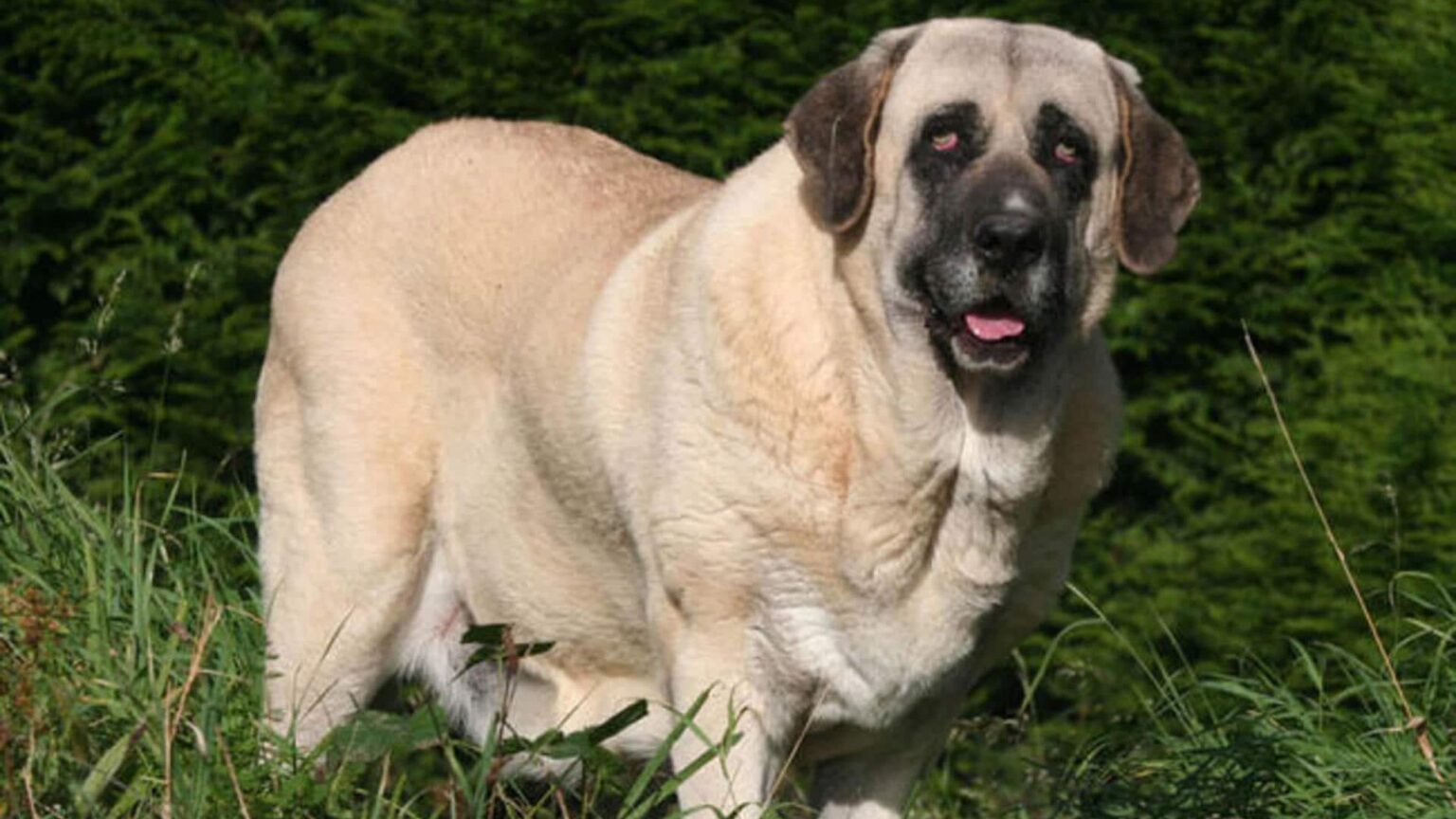 Mâtin espagnol : Prix de ce chien, Caractère, Santé, Alimentation