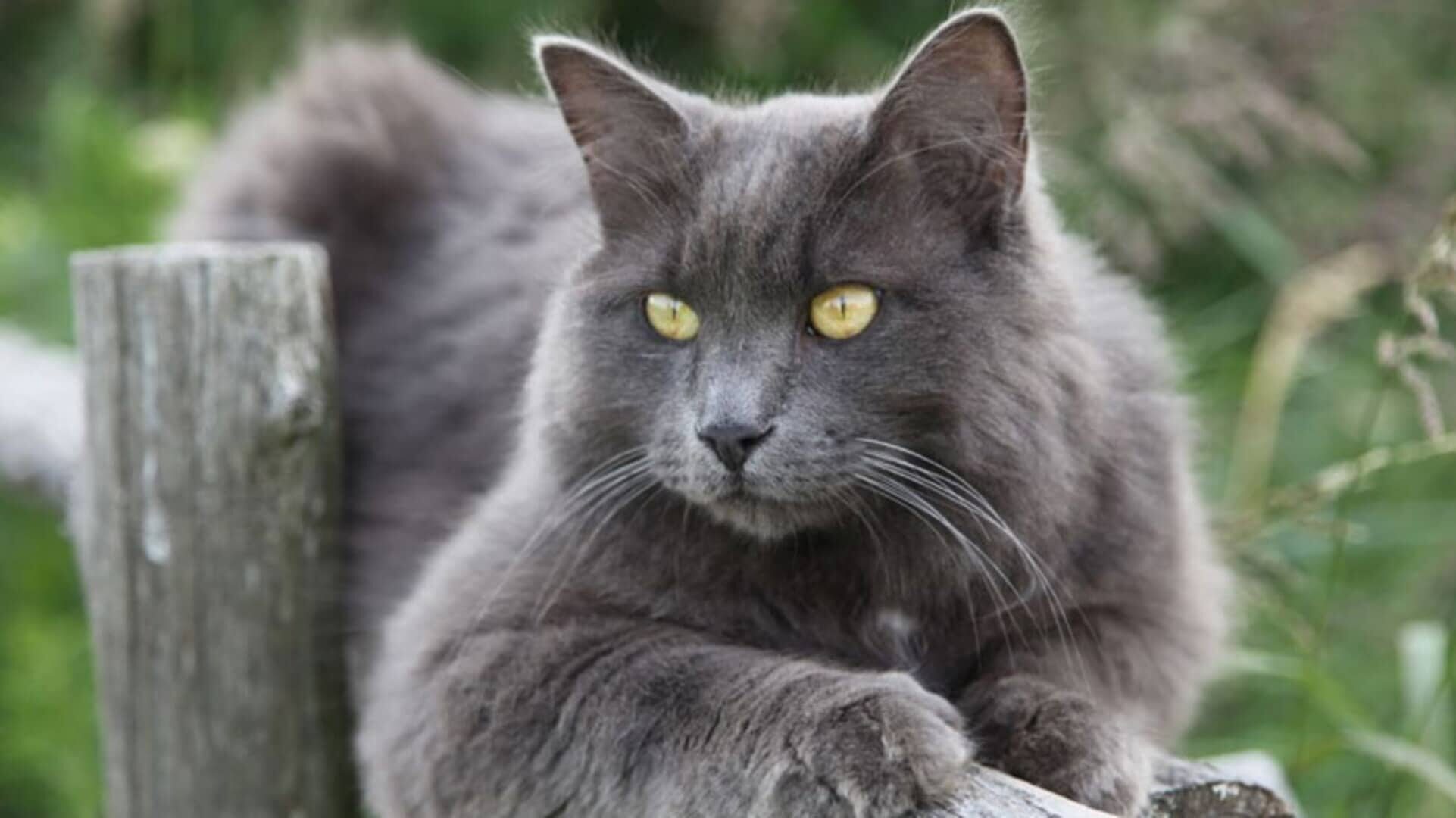 Chat gris : notre top 6