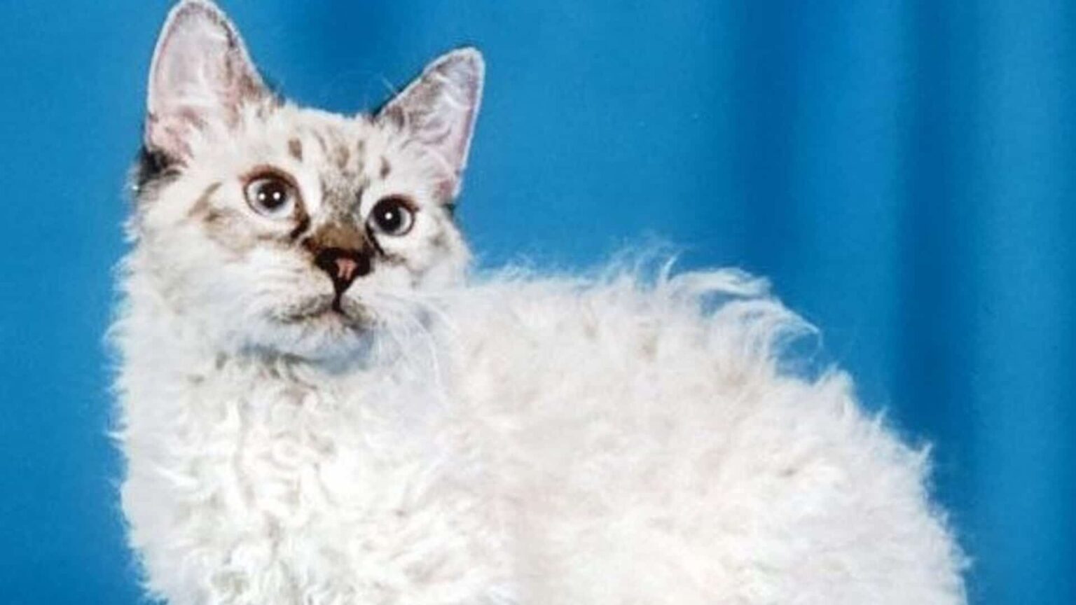 Skookum : Prix de ce chat, Comportement & Caractère, Santé