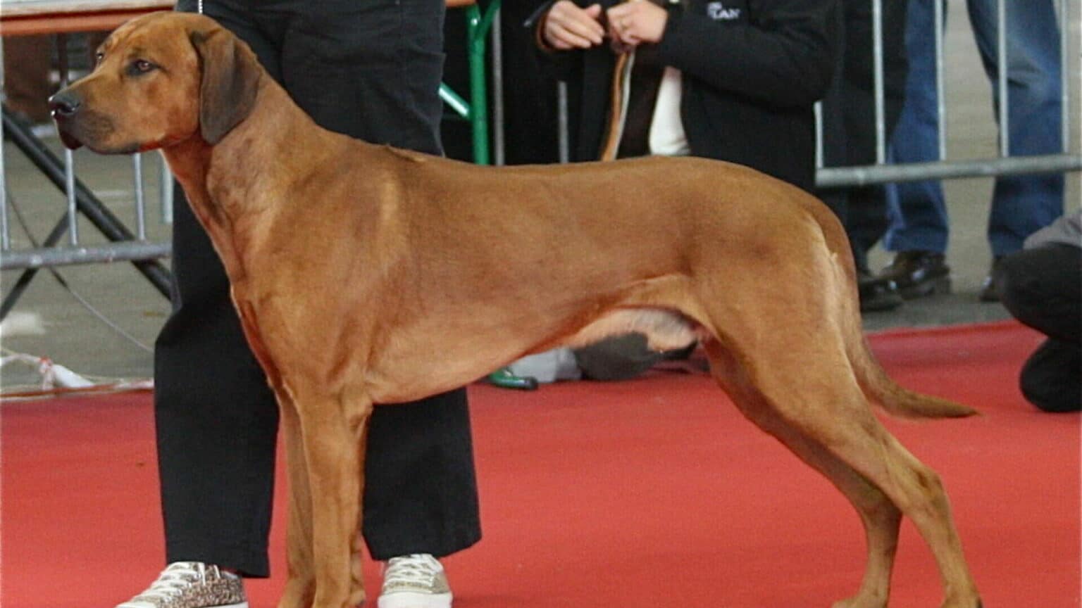 Rhodesian ridgeback : Prix de ce chien, Caractère, Santé, Alimentation