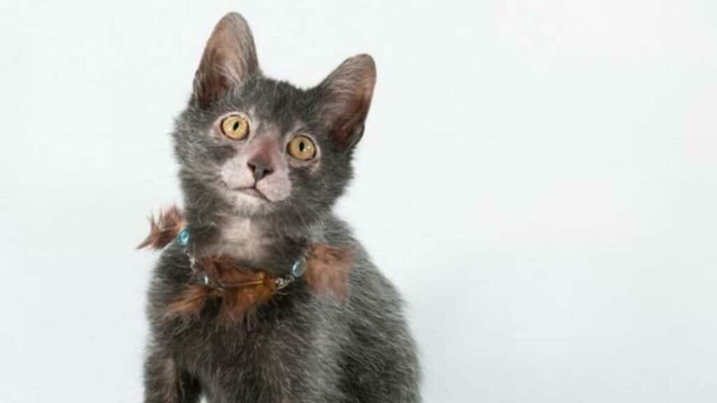 Lykoi : Prix de ce chat, Comportement & Caractère, Santé