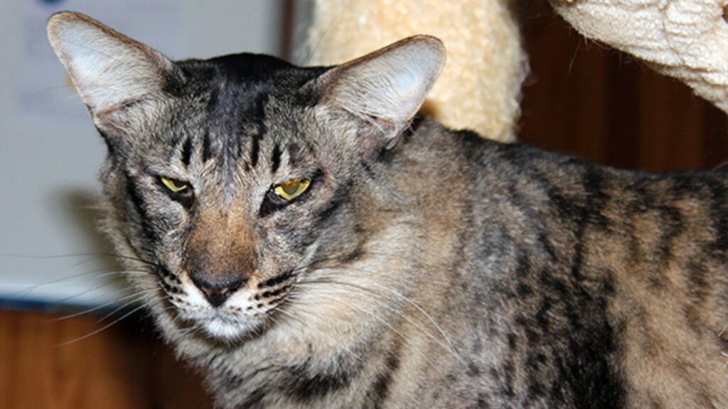 Mandarin : Prix de ce chat, Comportement & Caractère, Santé