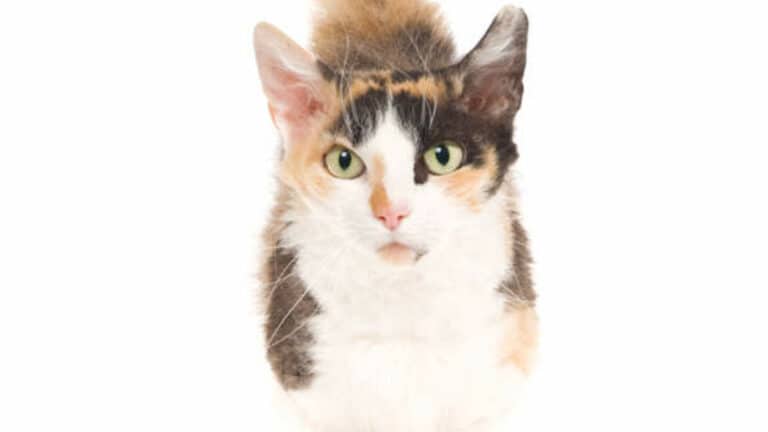 Skookum : Prix de ce chat, Comportement & Caractère, Santé