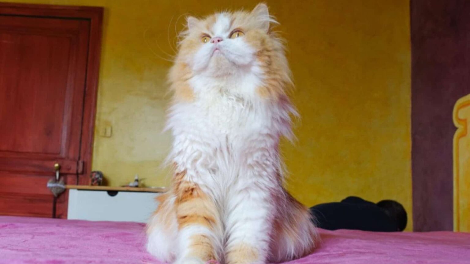 Highland straight : Prix de ce chat, Comportement & Caractère, Santé