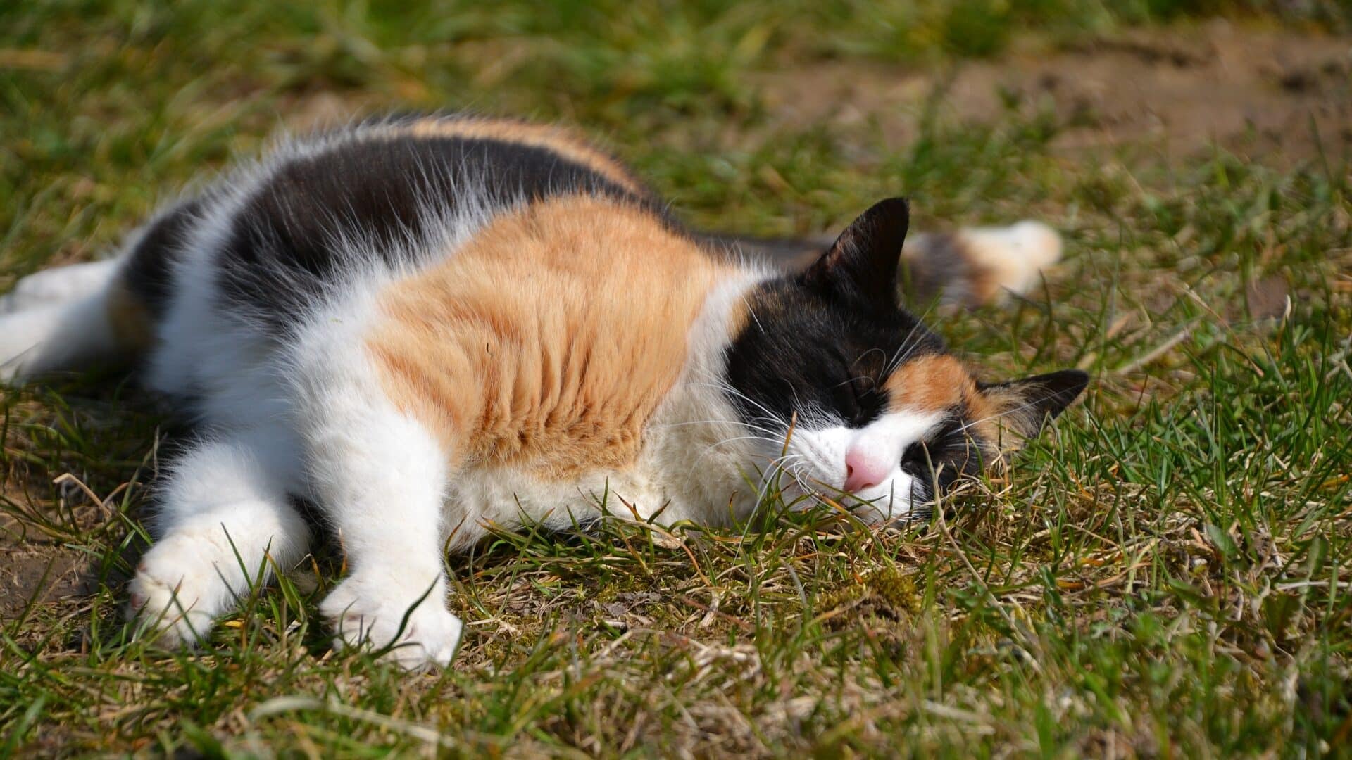 Chat isabelle : c'est quoi ? Ses spécificités