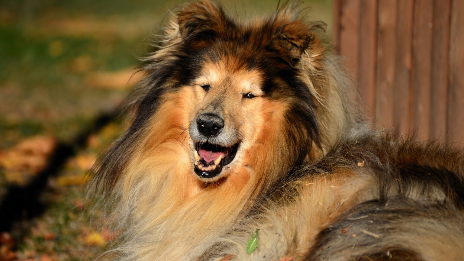 Colley : Prix de ce chien, Caractère, Santé, Alimentation