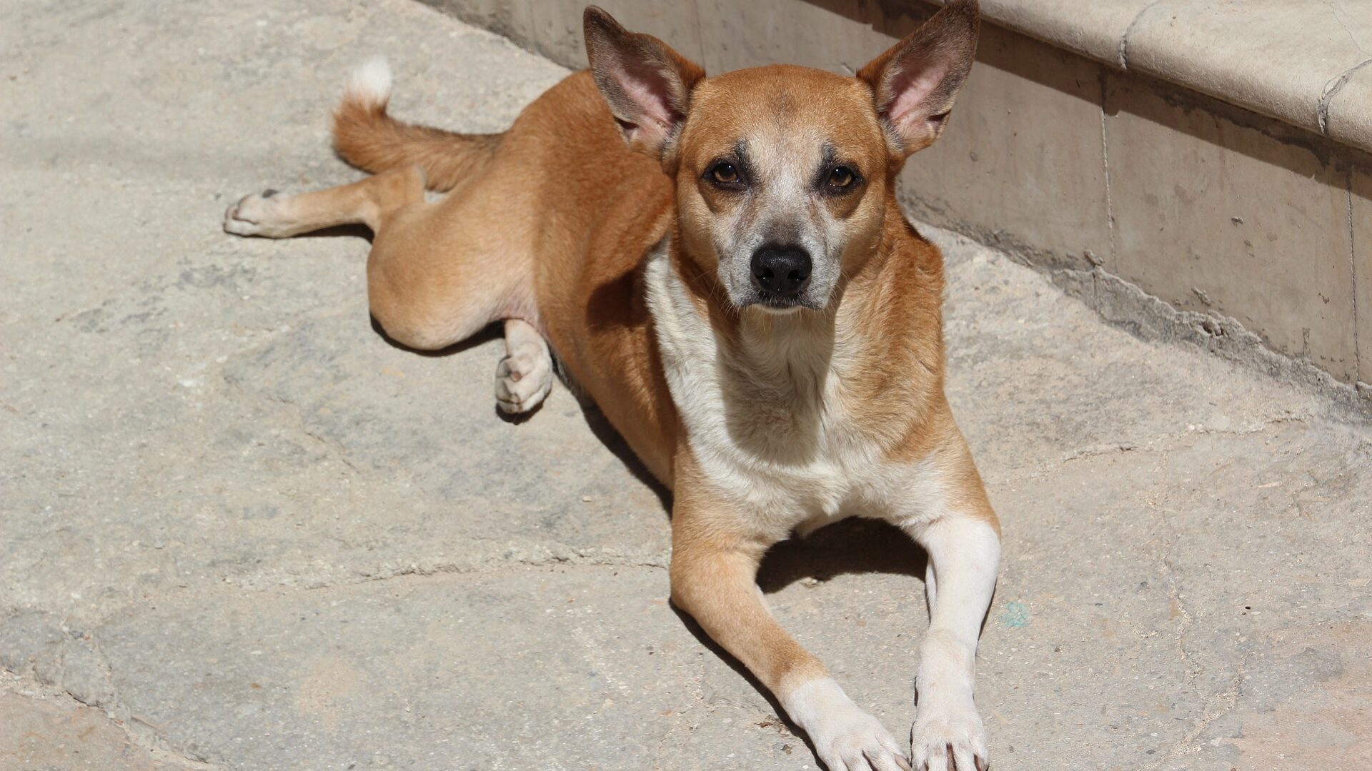 Chien bâtard : définition, santé et sport canin